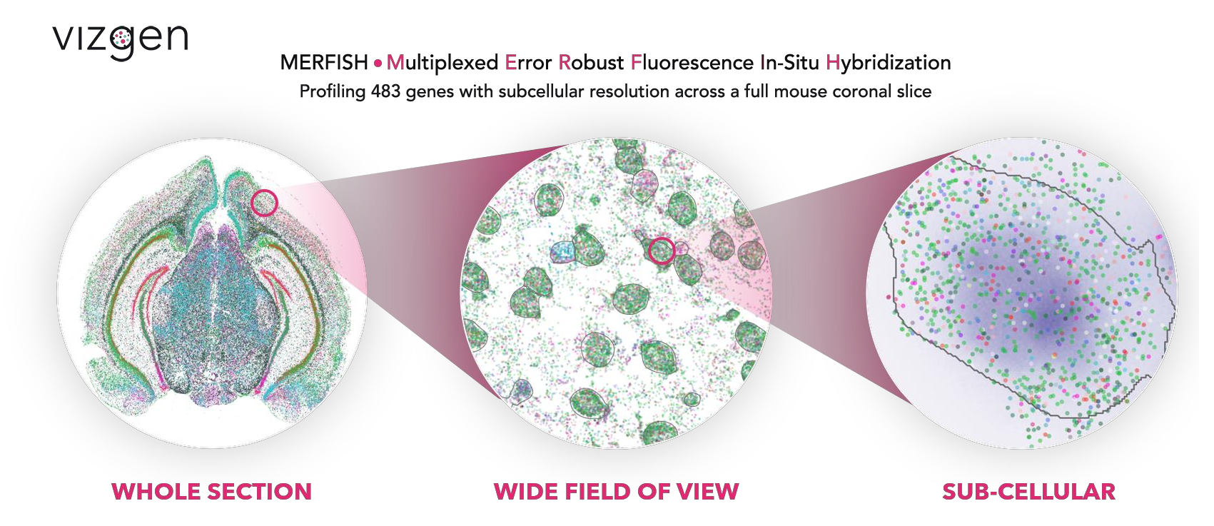 MERSCOPE Ultra High-Resolution Single-Cell In-Situ Spatial Transcriptomics Analysis Platform